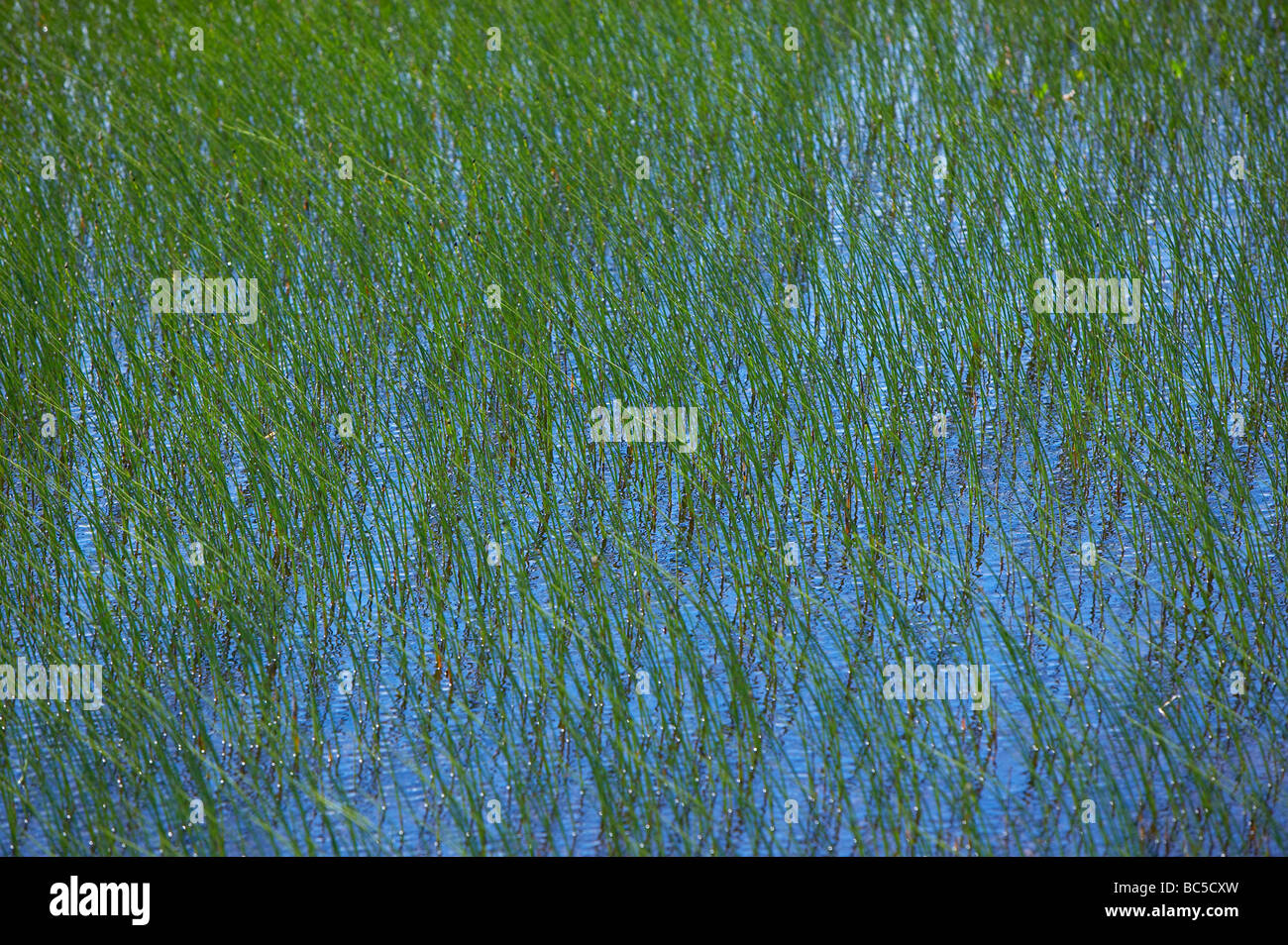 Norway, Water, Reed, close-up Stock Photo - Alamy