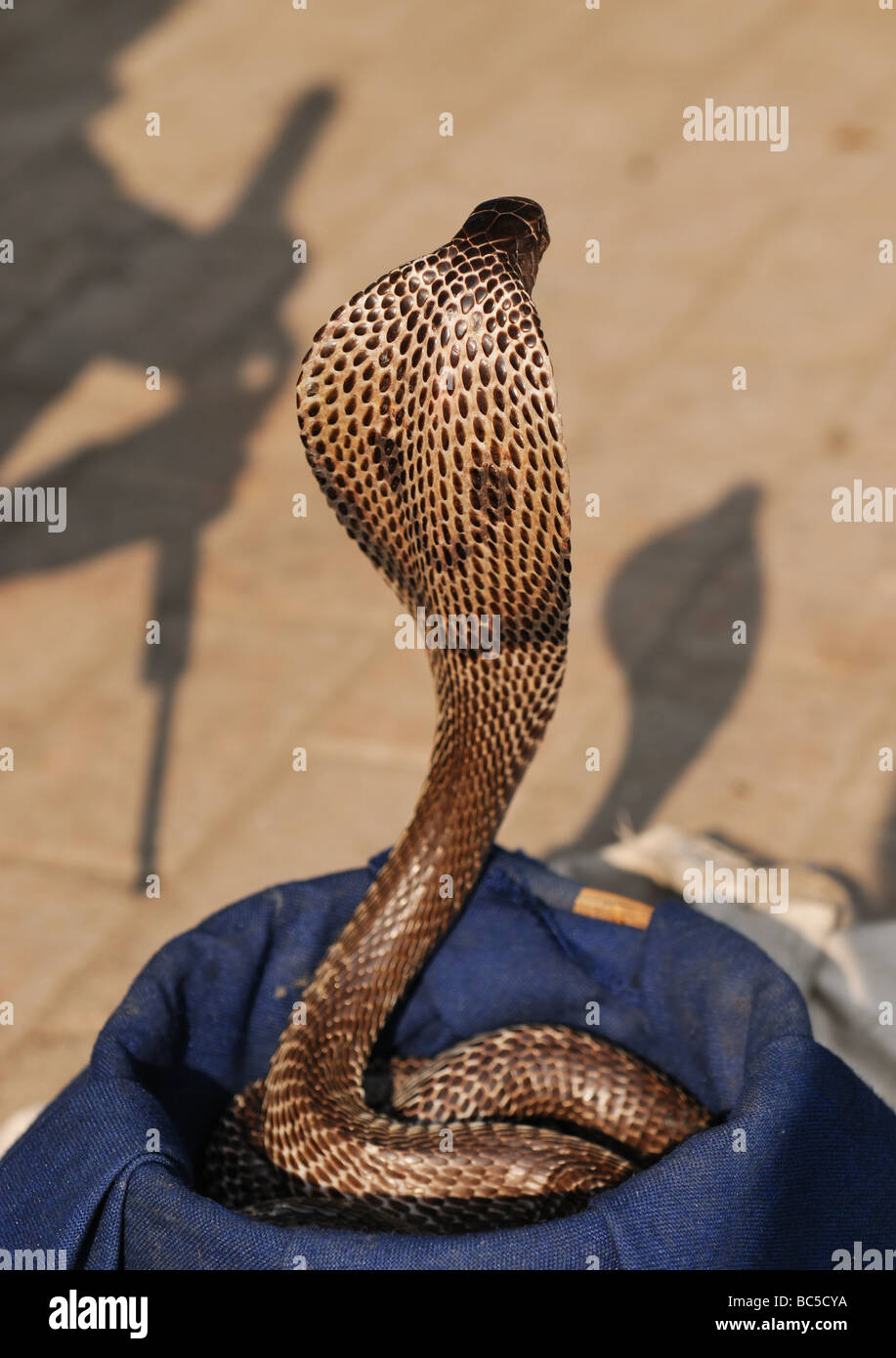 Indian snake charmer with cobra hi-res stock photography and images - Alamy