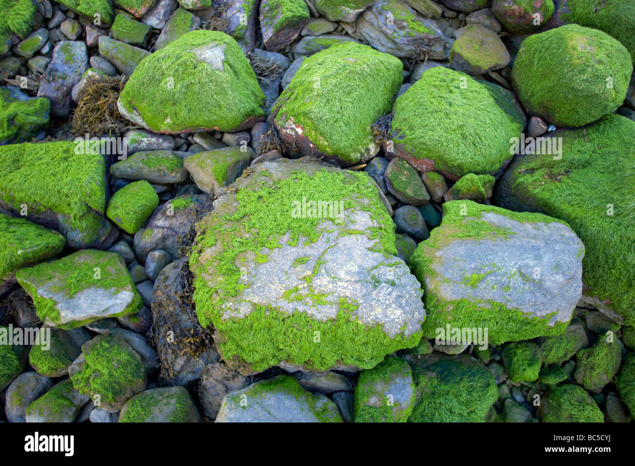 Norway, Lustrafjord, Moss covered rocks, elevated view Stock Photo - Alamy