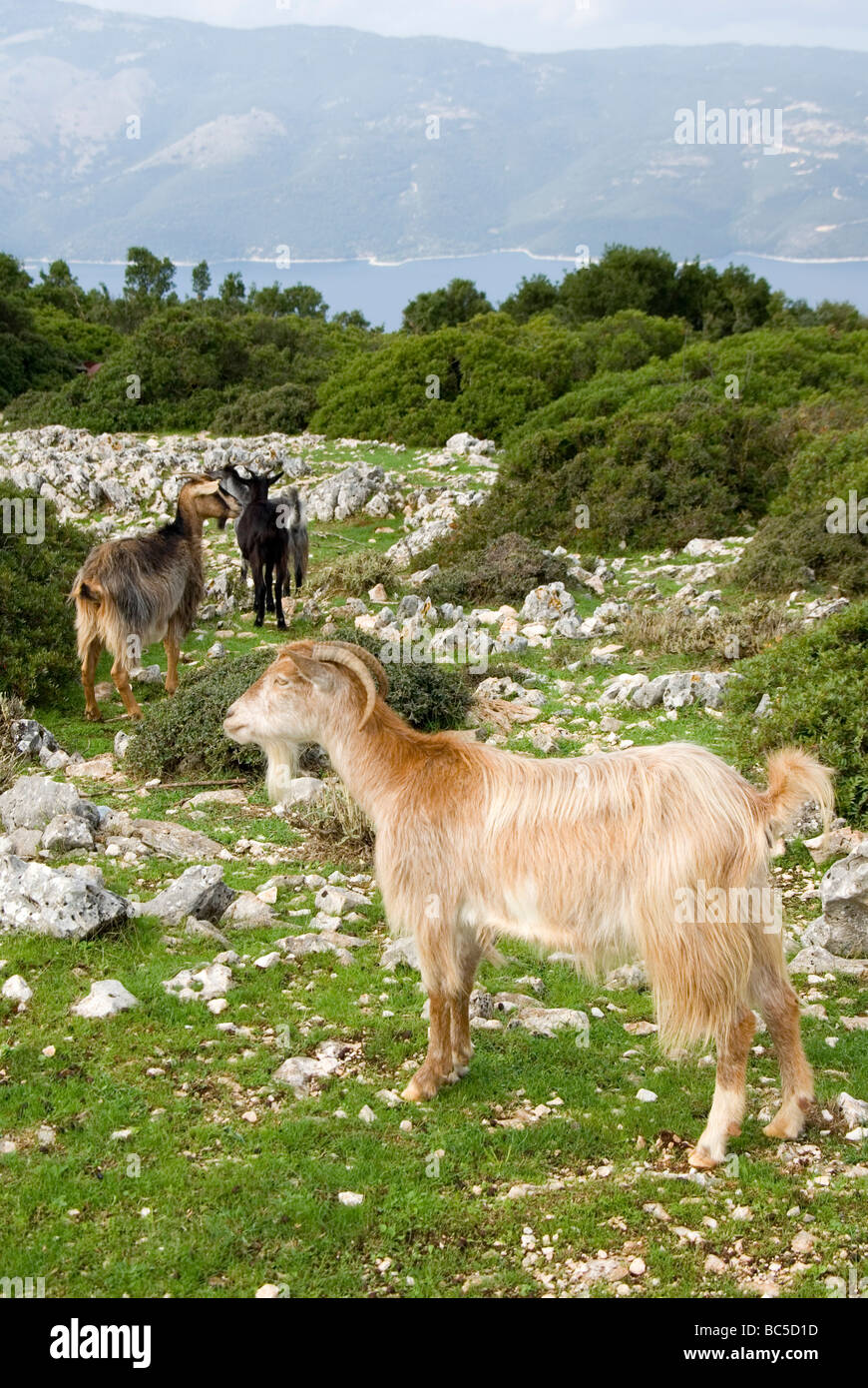 Greece, Ithaca, Goats Stock Photo - Alamy