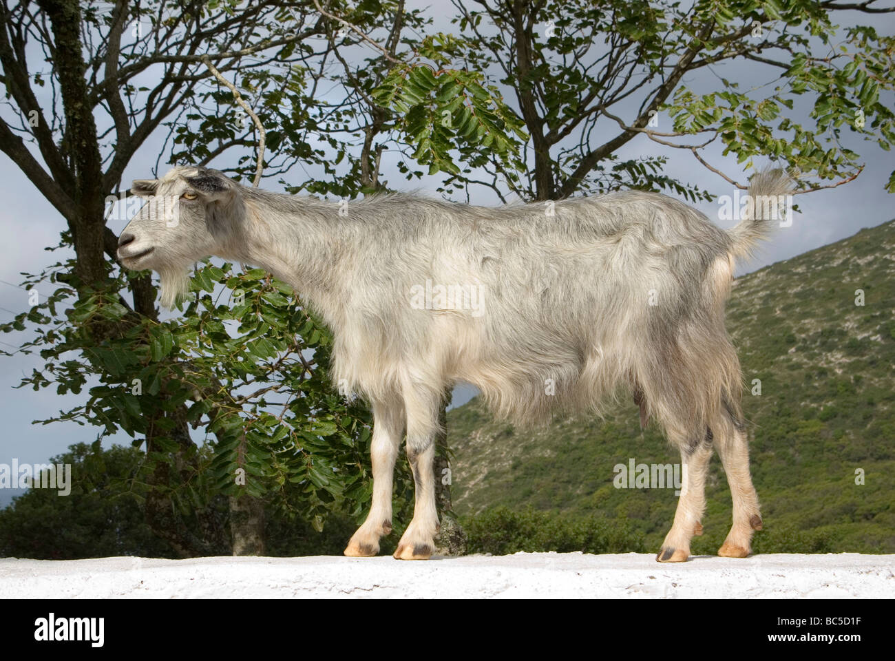 Greece, Ithaca, Goat Stock Photo - Alamy