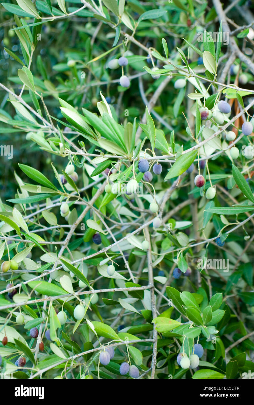 Olive trees ithaca greece hi-res stock photography and images - Alamy