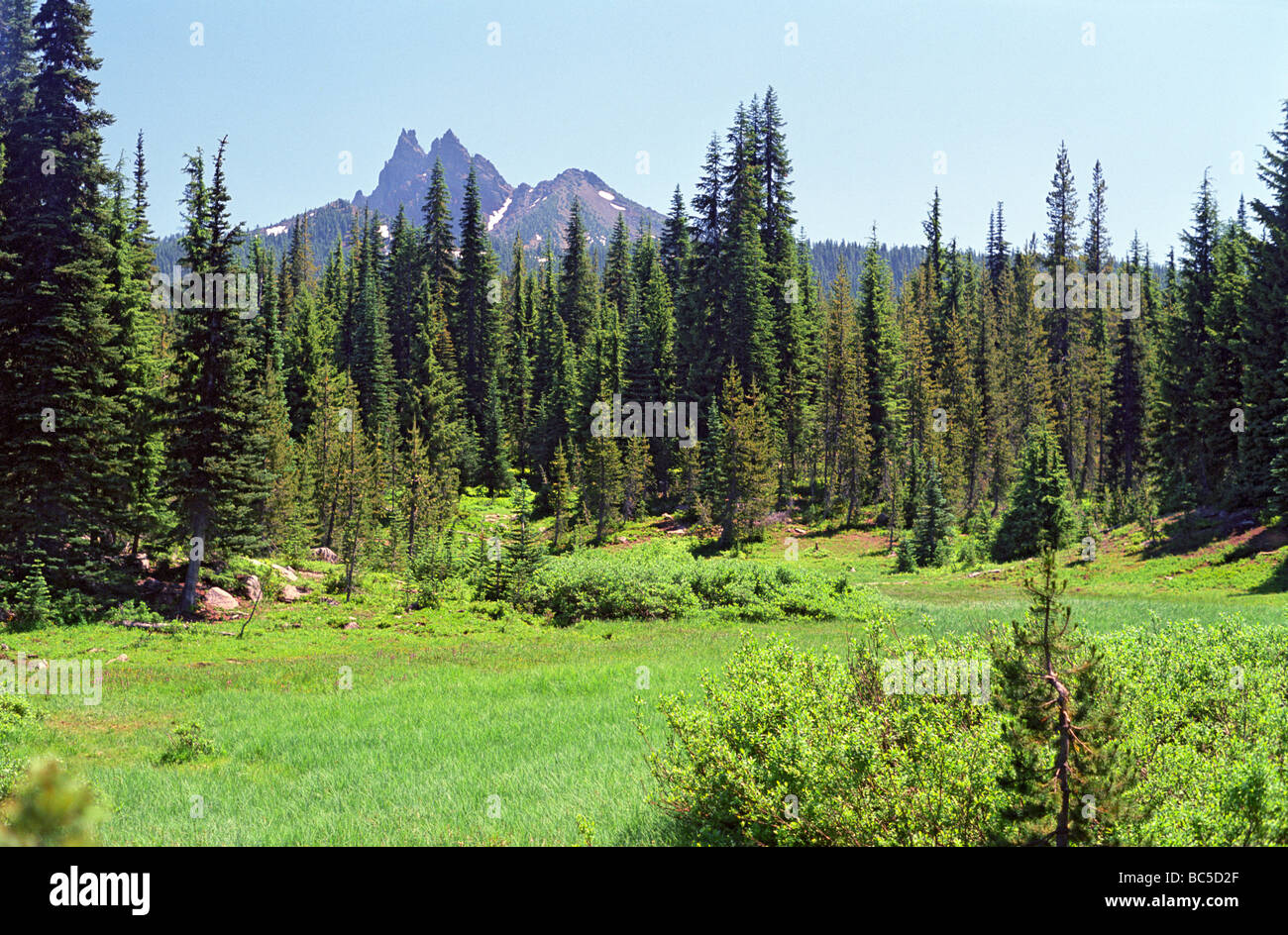 Three fingered jack hi-res stock photography and images - Alamy