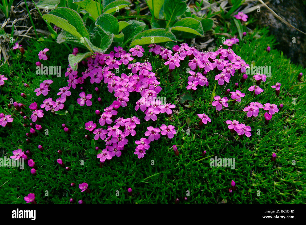 Moss campion (Silene acaulis Stock Photo - Alamy