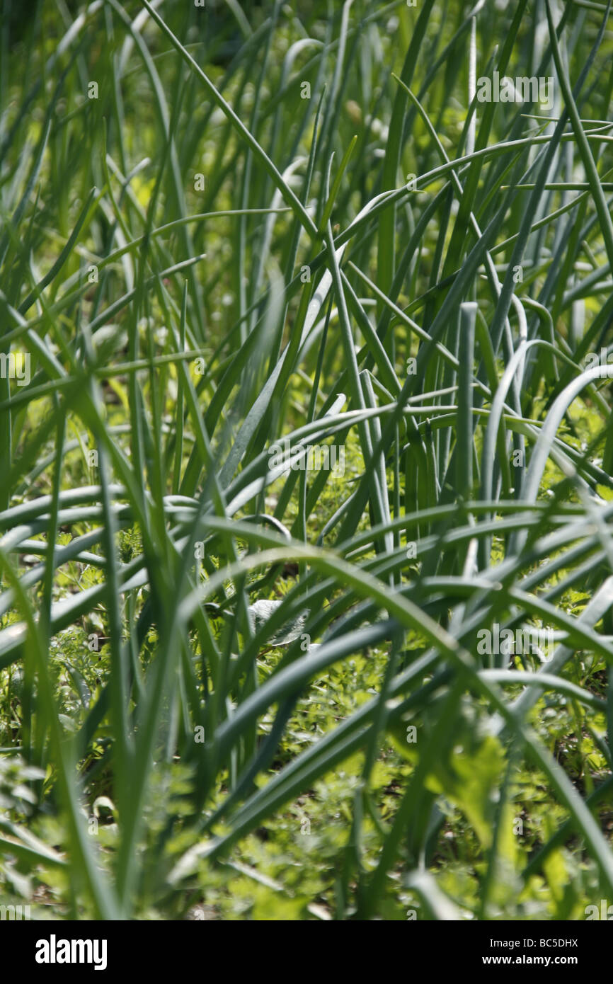 Field plants sun patch green veg hi-res stock photography and images ...