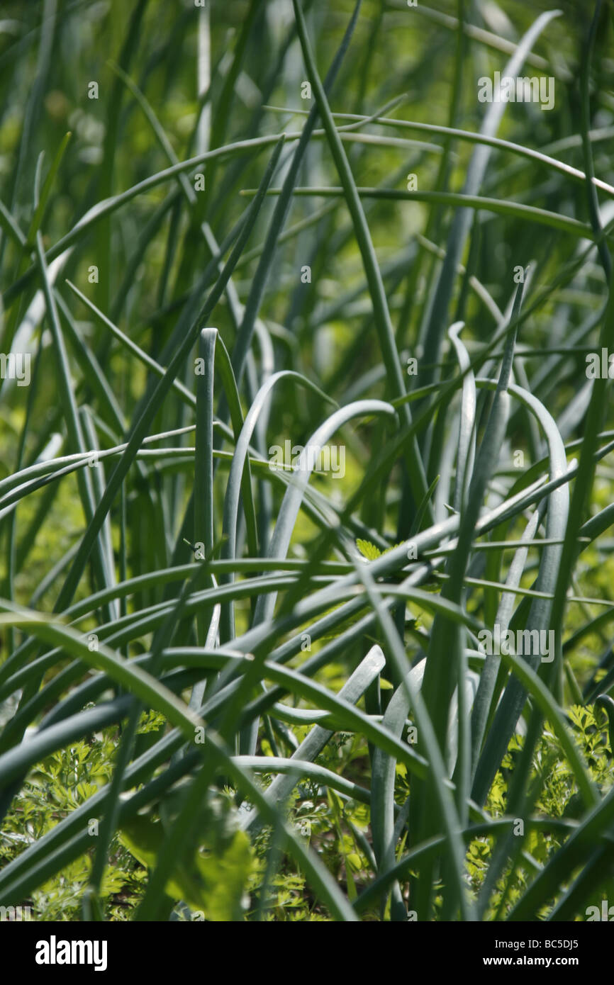 spring onions type vegetables growing in garden field Stock Photo - Alamy