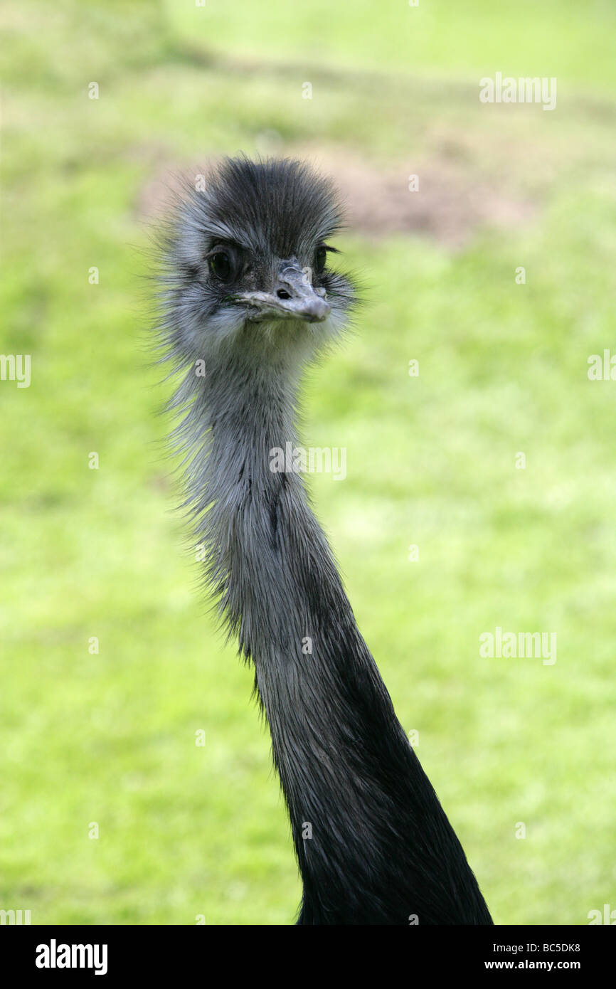 Greater Rhea, Rhea americana, Rheidae, Rheiformes, Paleognathae, Ratite ...