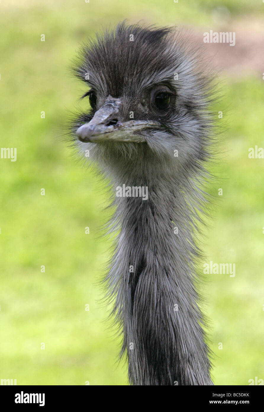 Greater Rhea, Rhea americana, Rheidae, Rheiformes, Paleognathae, Ratite ...