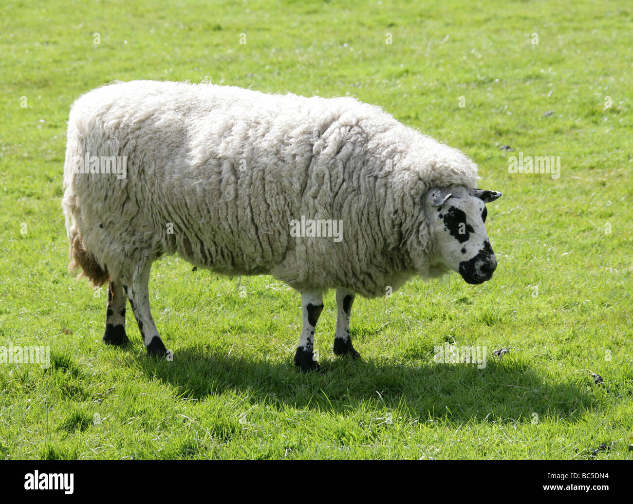 Beulah Speckled Face Sheep, Domestic Sheep Breed, Ovis aries, Caprinae ...