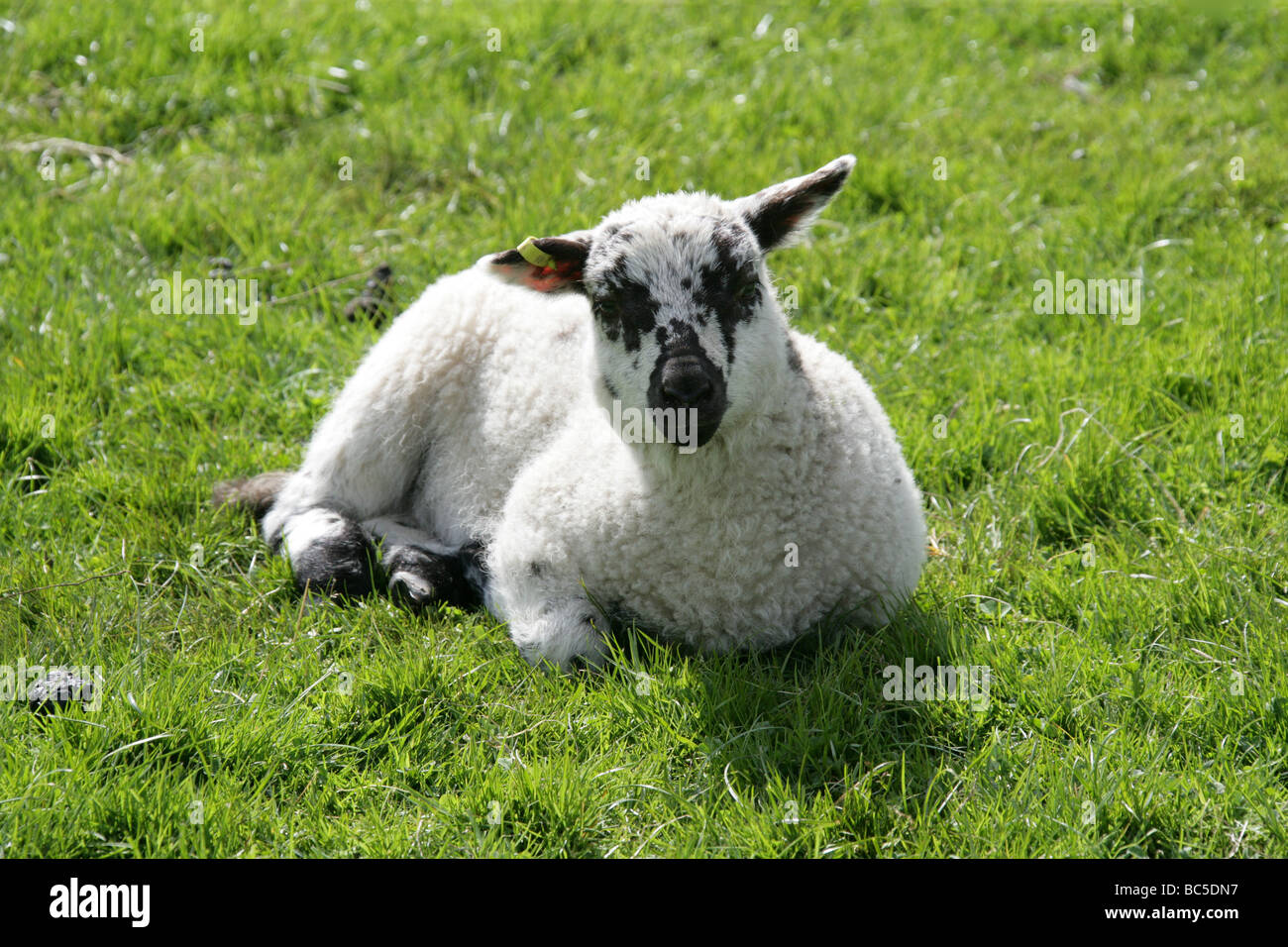 Beulah Speckled Face Lamb, Domestic Sheep Breed, Ovis aries, Caprinae ...