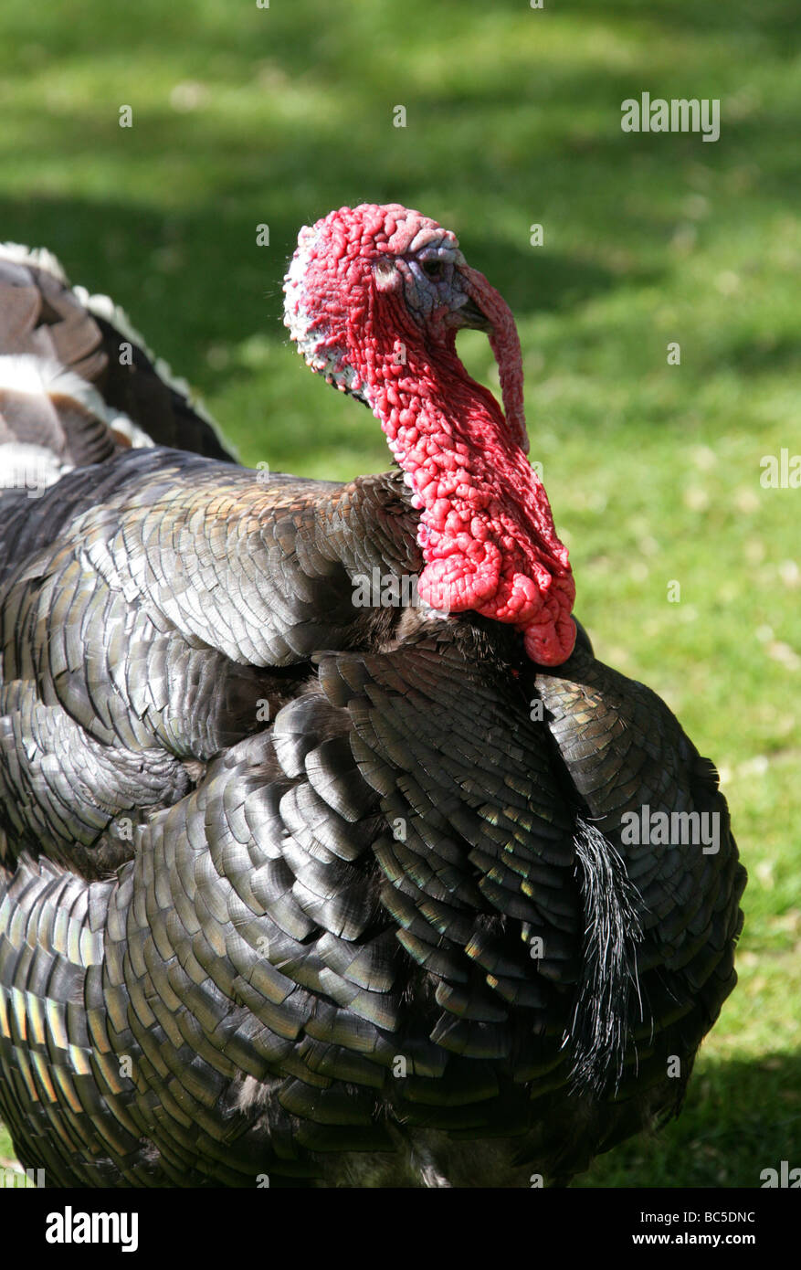 Bronze Turkey (Male), Meleagris gallopavo, Meleagrididae, Galliformes ...