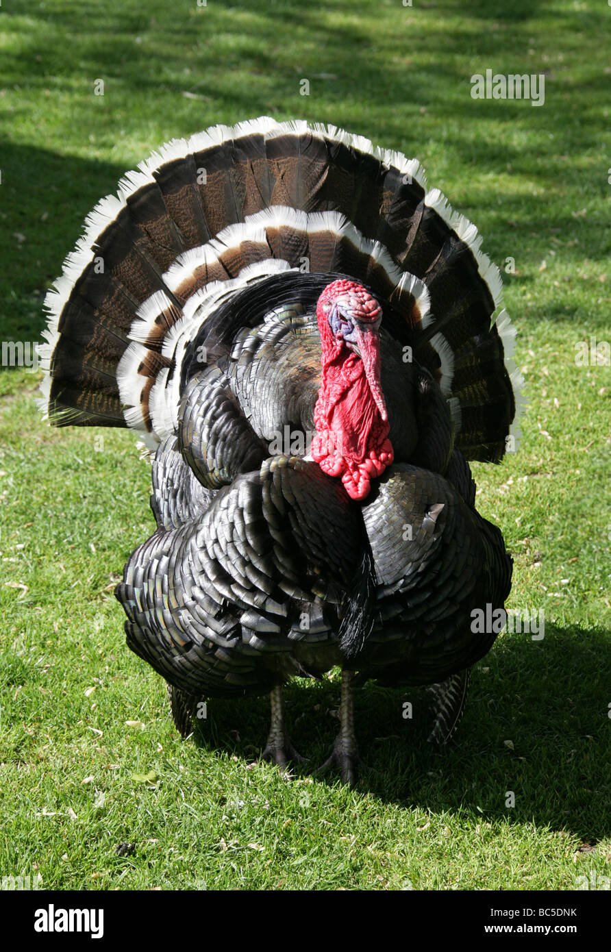 Bronze turkey hi-res stock photography and images - Alamy