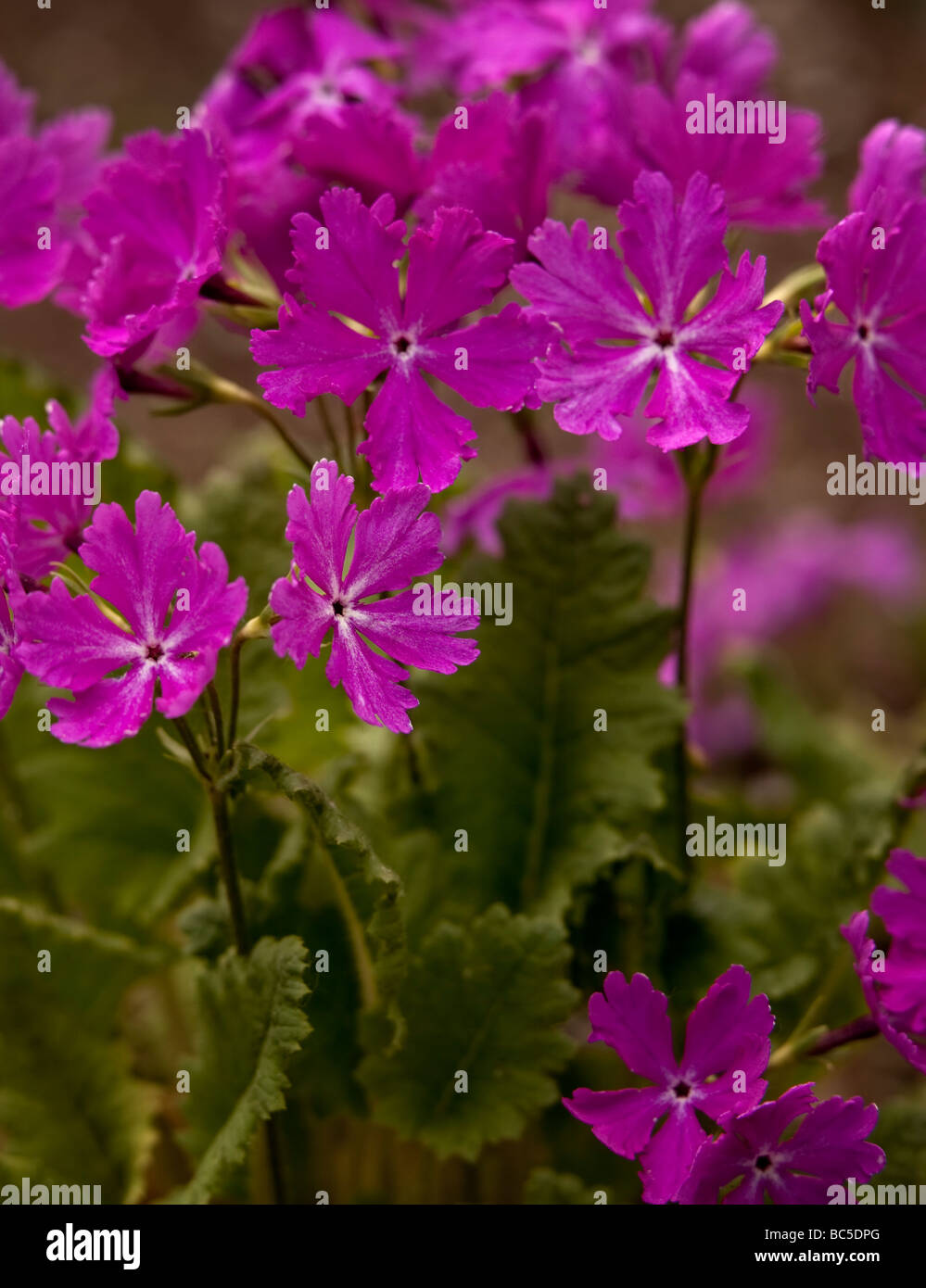 Pink Primula High Resolution Stock Photography and Images - Alamy