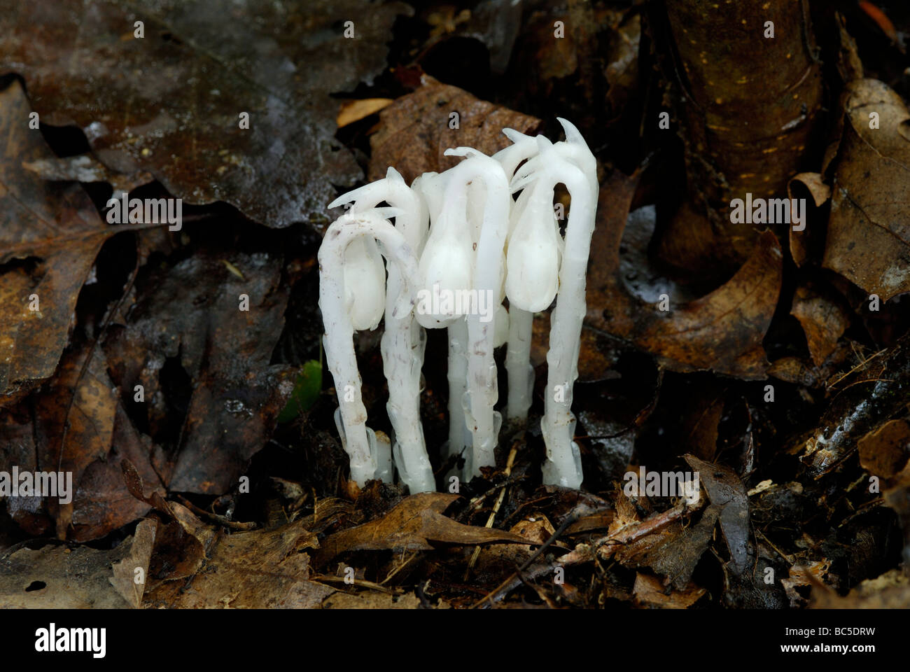 Indian pipe, Monotropa uniflora, an unusual non-photosynthetic ...