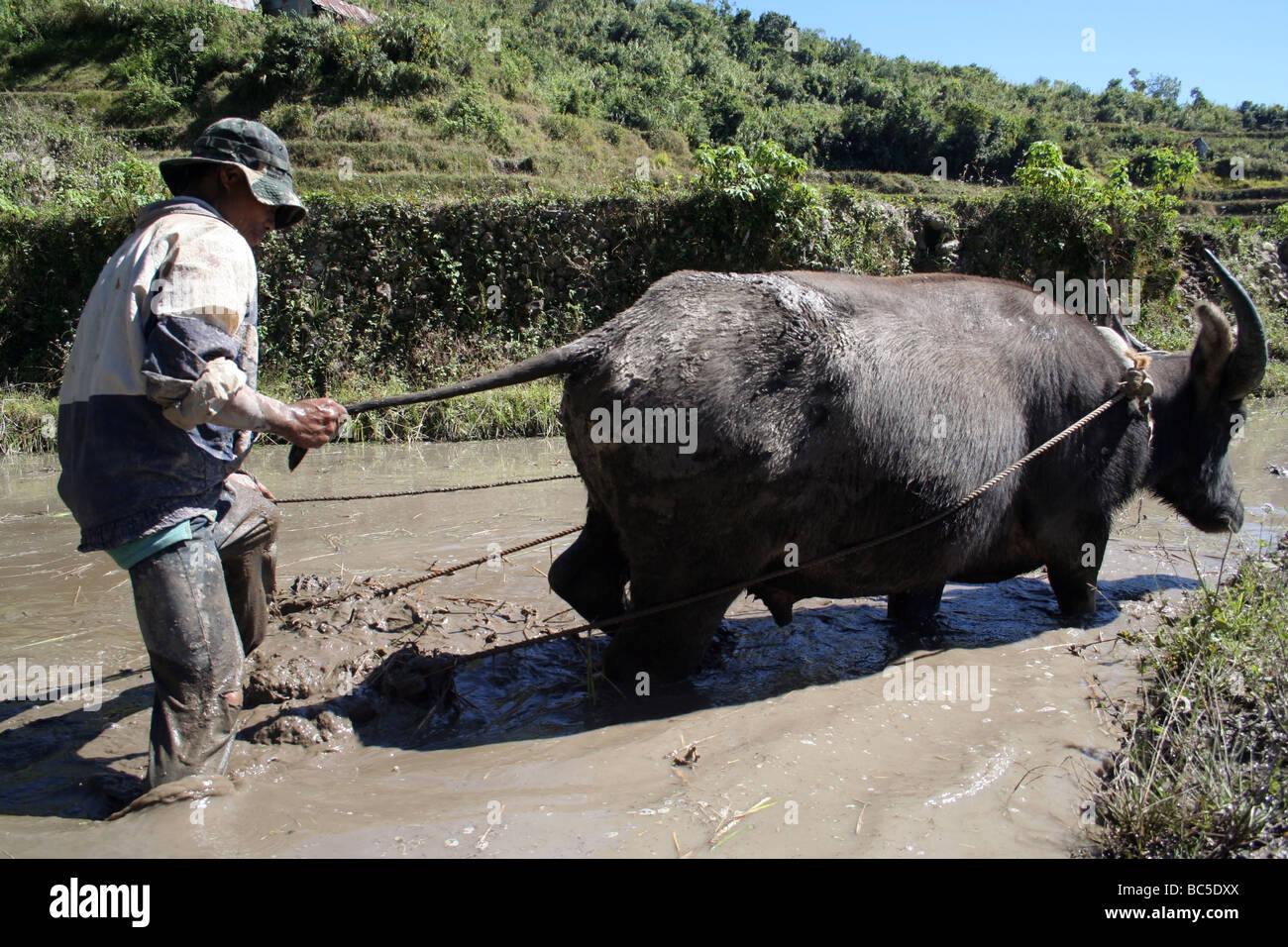 Banagua hi-res stock photography and images - Alamy