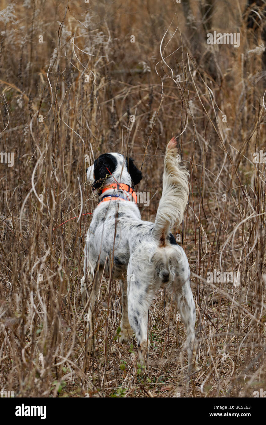 English setter dog pet hi-res stock photography and images - Alamy