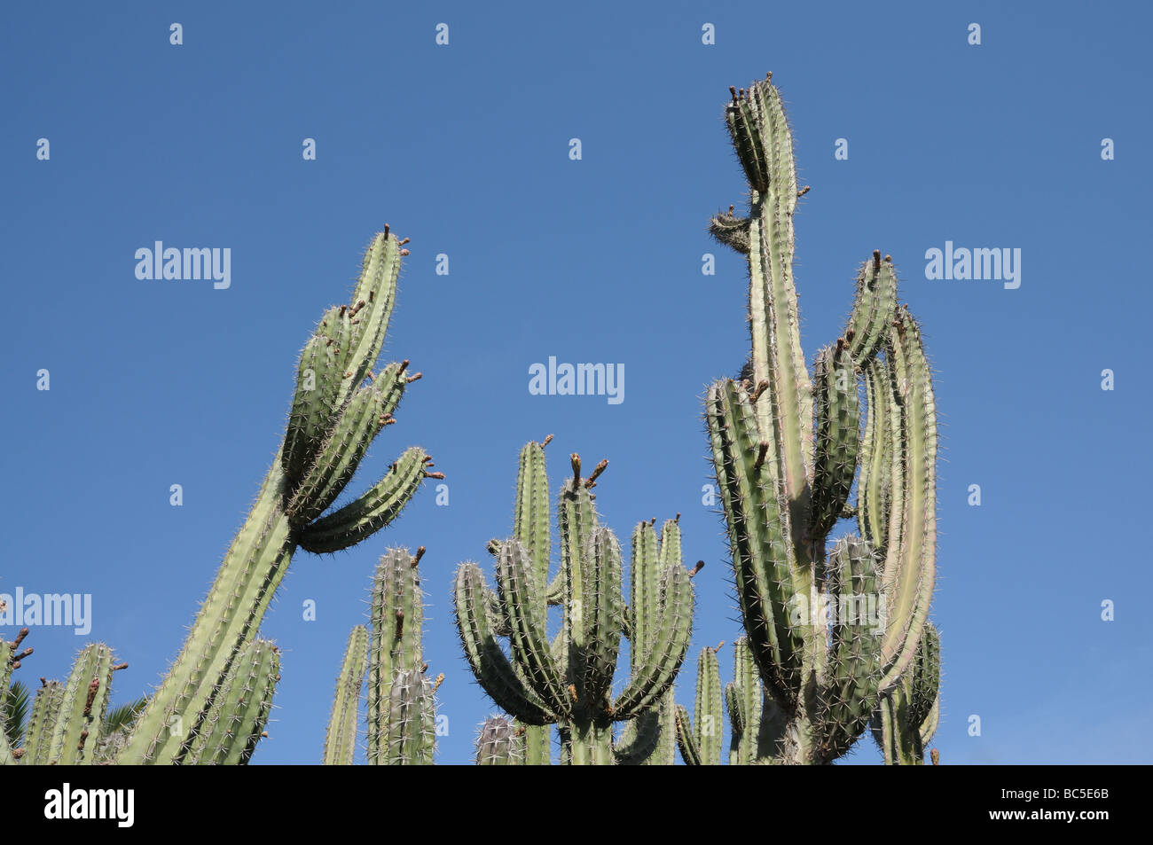 Cacti desert hi-res stock photography and images - Alamy