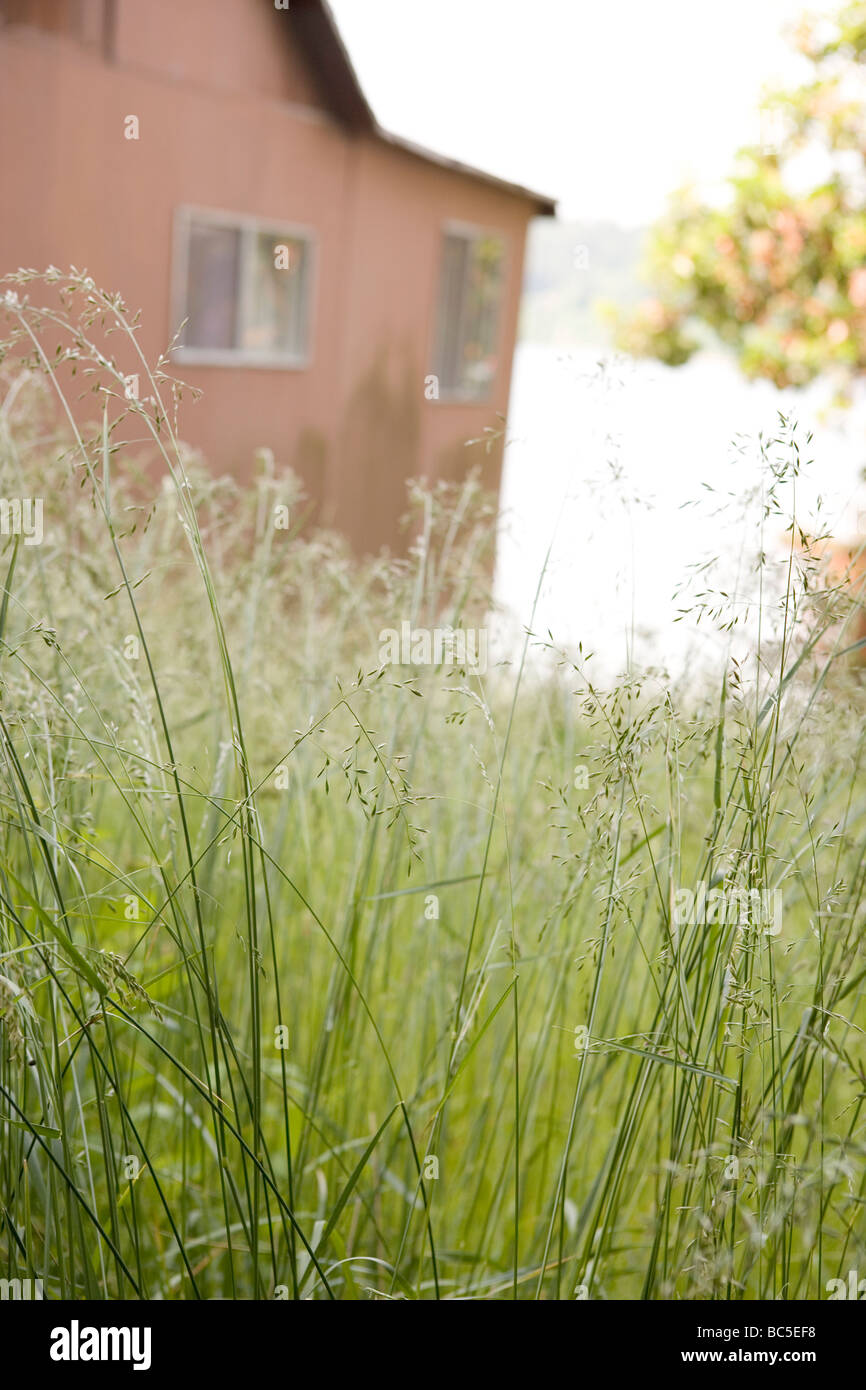 barn with tall grass Stock Photo - Alamy