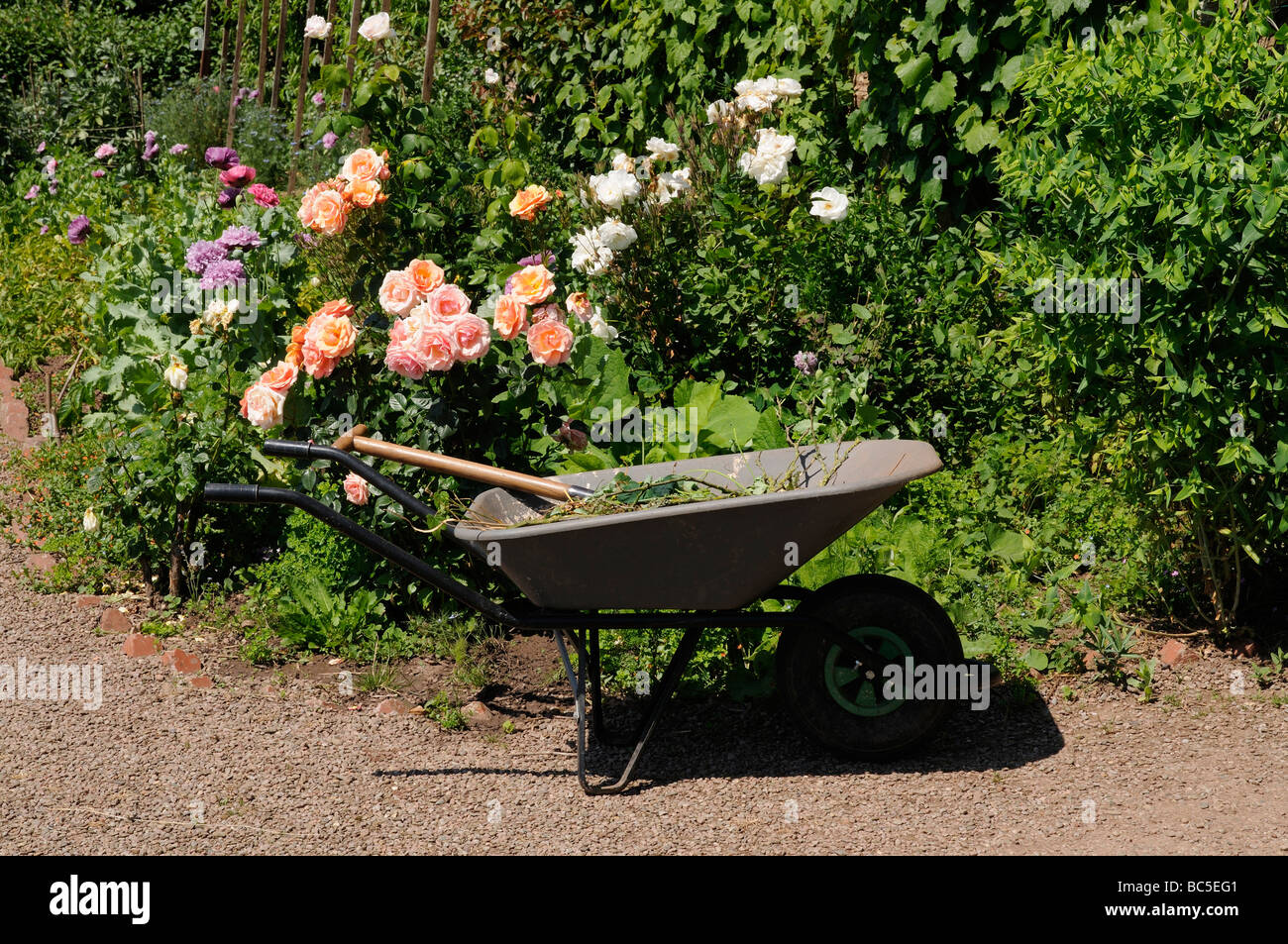 Gardeners wheelbarrow and tools in a English walled garden Stock Photo ...