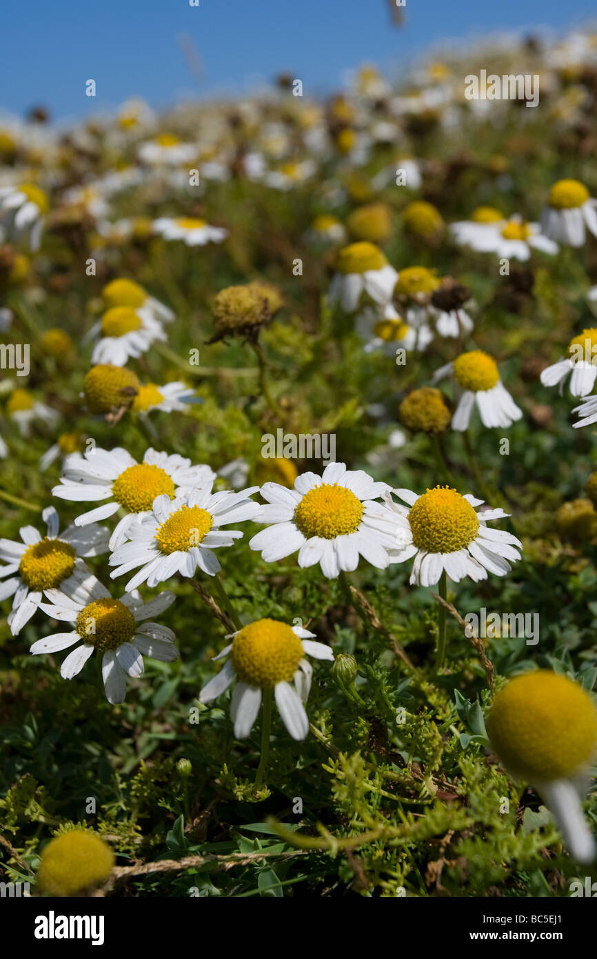 Daisy field hi-res stock photography and images - Alamy