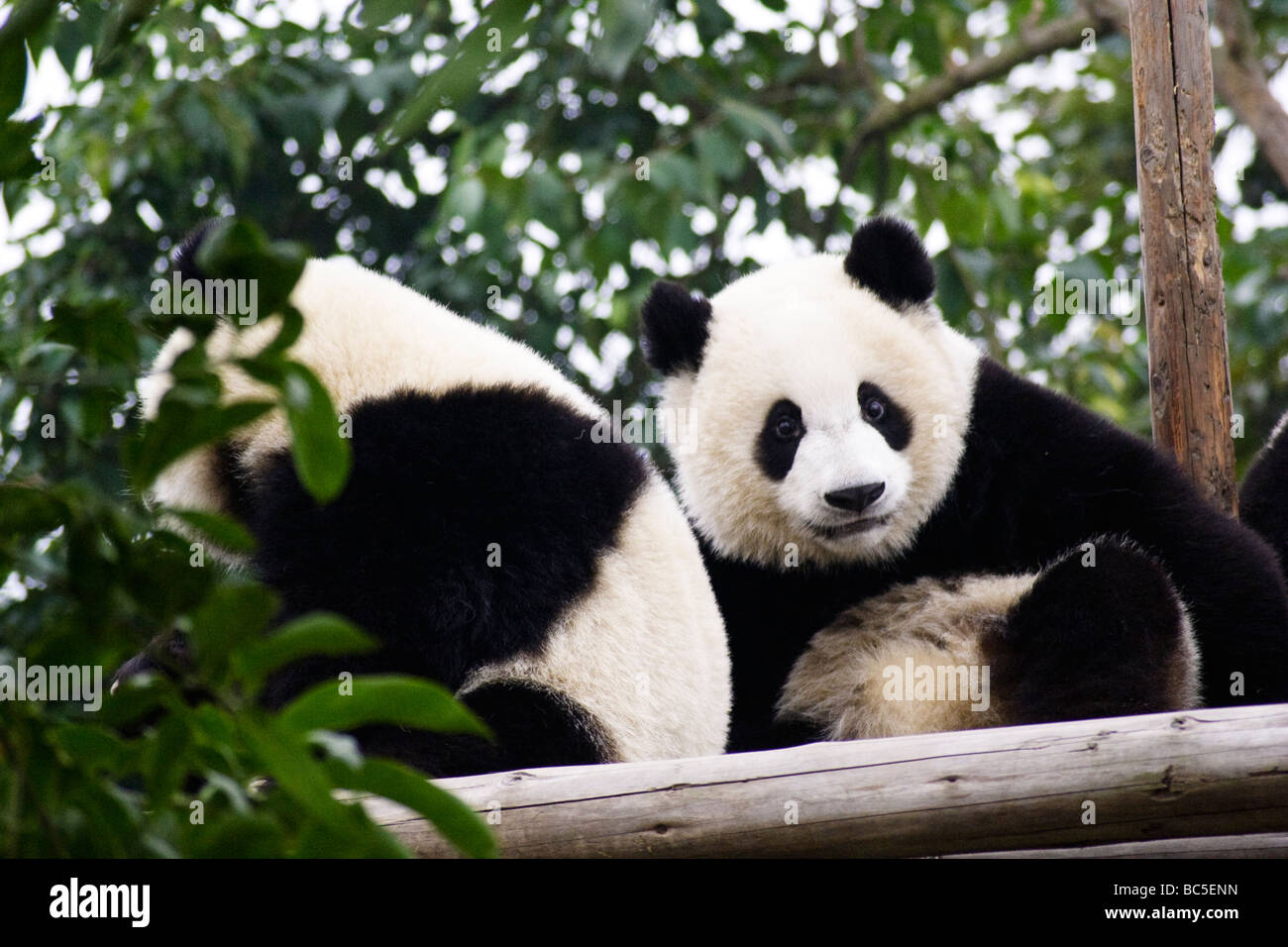 Baby pandas hi-res stock photography and images - Alamy