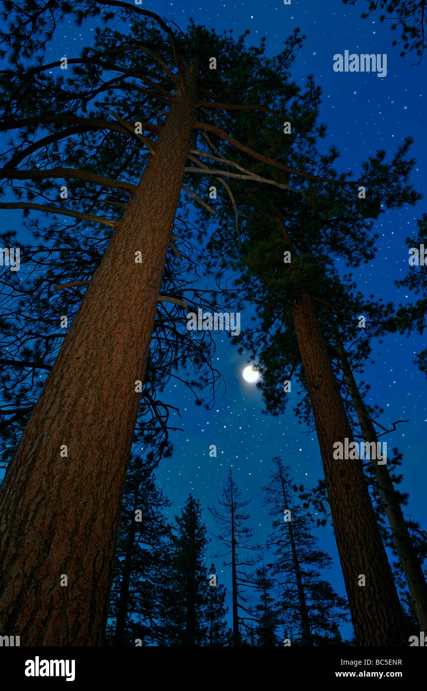 Night skies with full moon above pine trees Stock Photo - Alamy