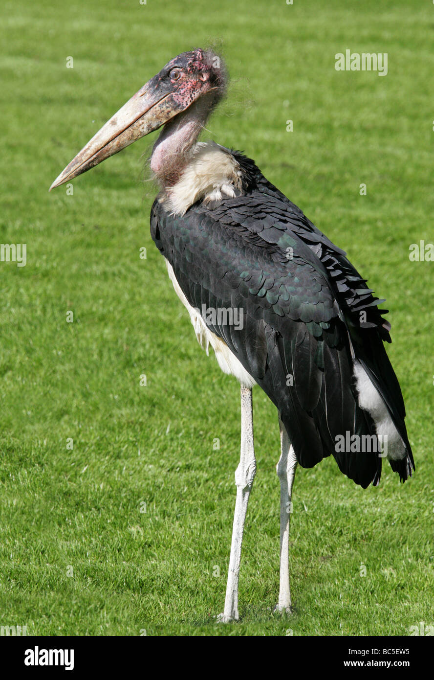 Maribou Stork, Leptoptilos crumeniferus, Ciconiidae, Ciconiiformes ...