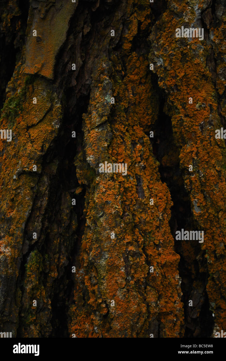 Pine forest Wagamon, Idukki, Kerala, India Stock Photo - Alamy