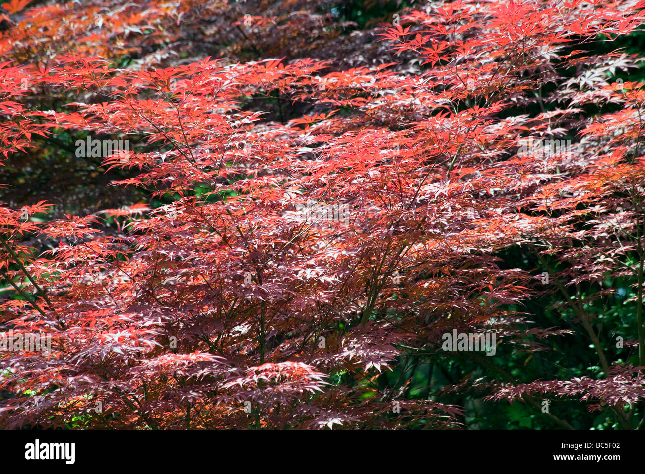 Autumn leaves red Cut Out Stock Images & Pictures - Alamy