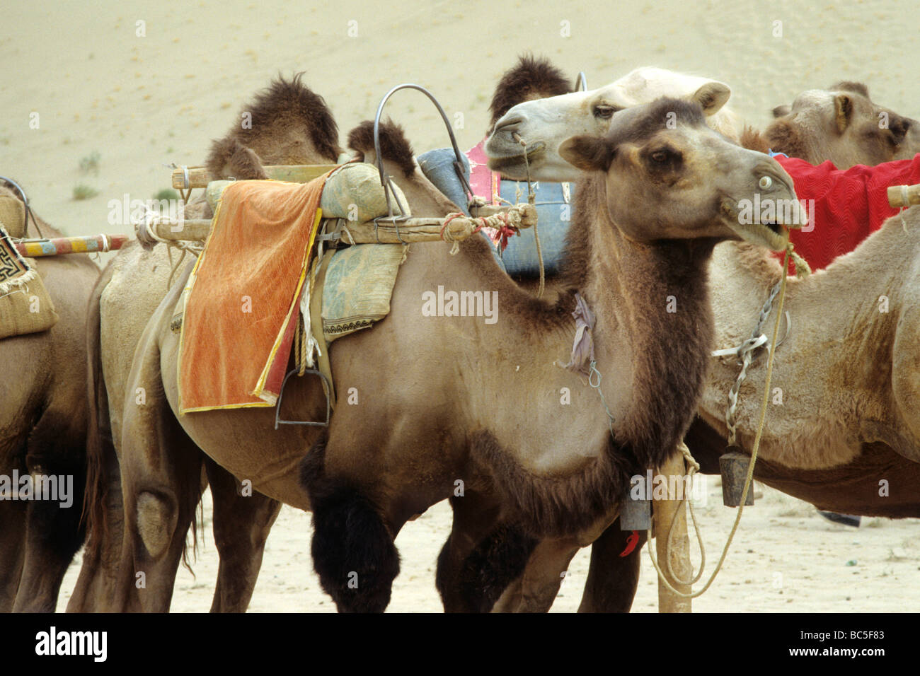 china Camels in the Taklimakan Stock Photo - Alamy