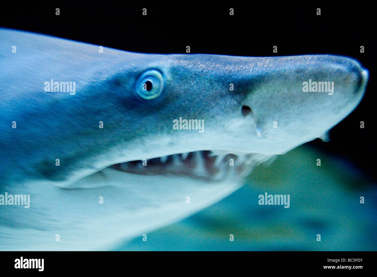 Juvenile sand tiger hi-res stock photography and images - Alamy