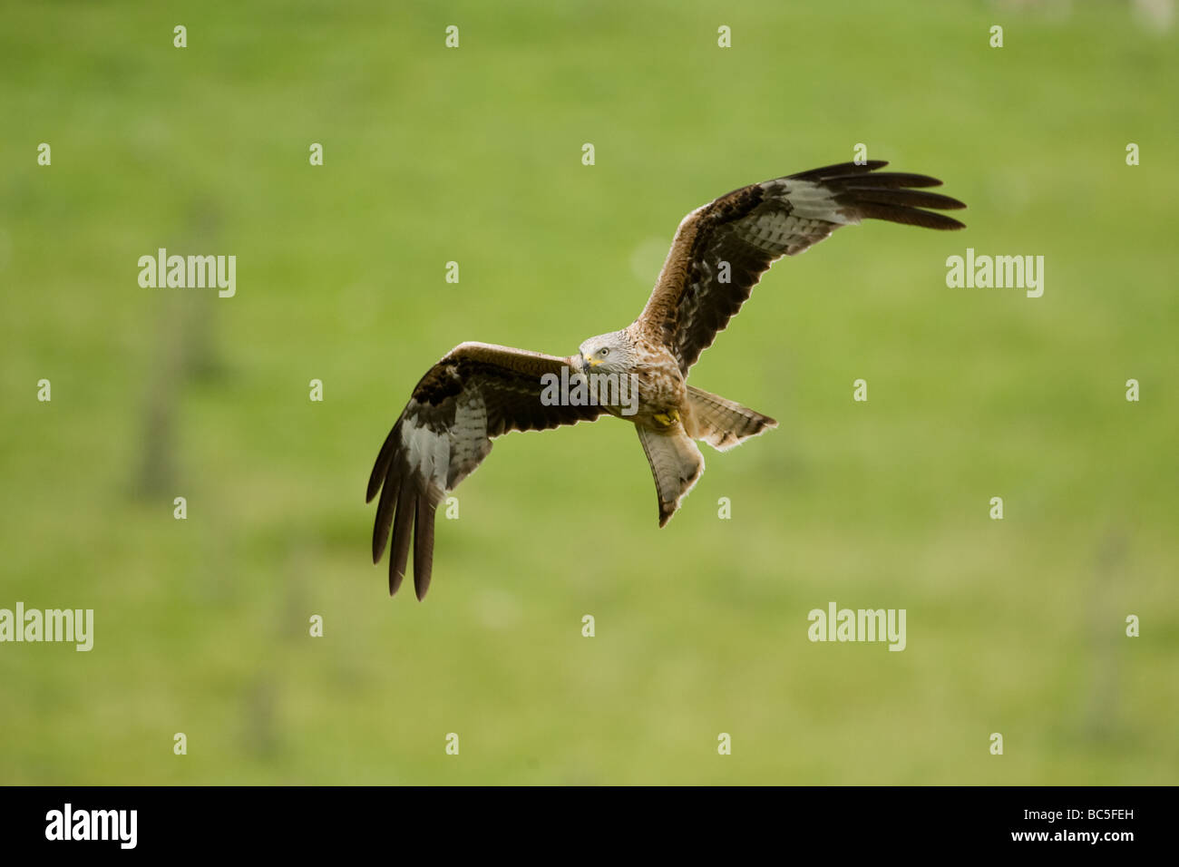 Red Kite Milvus Milvus in flight over Welsh countryside/farm land Stock ...