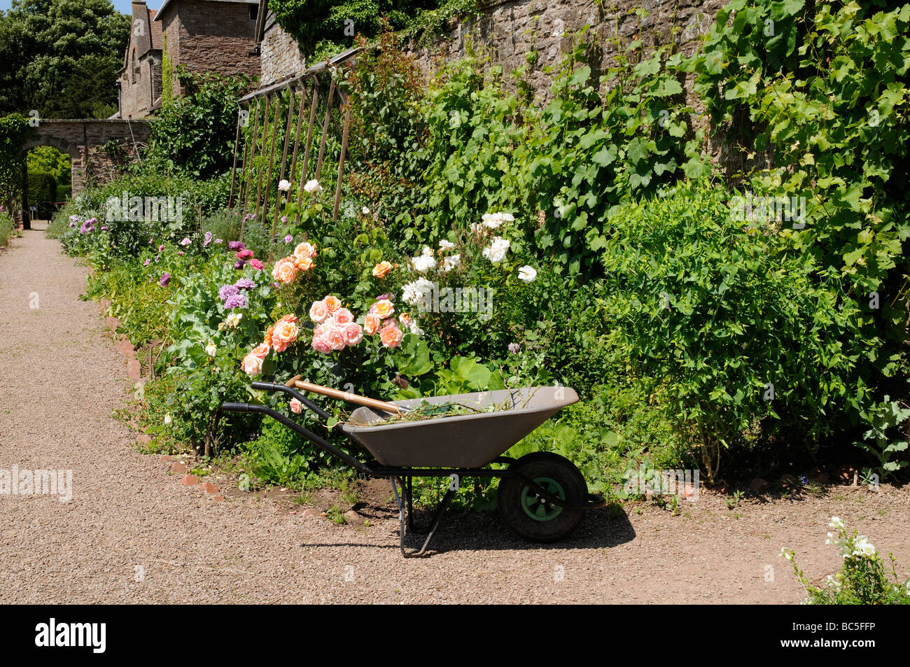 Gardeners wheelbarrow and tools in a English walled garden Stock Photo ...