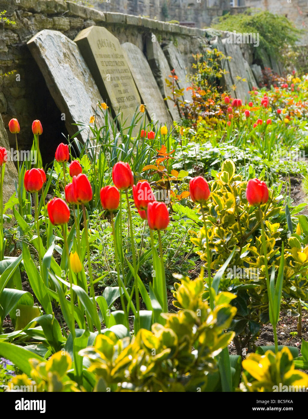 Pretty spring flowers amongst the weathered stone headstones in the ...