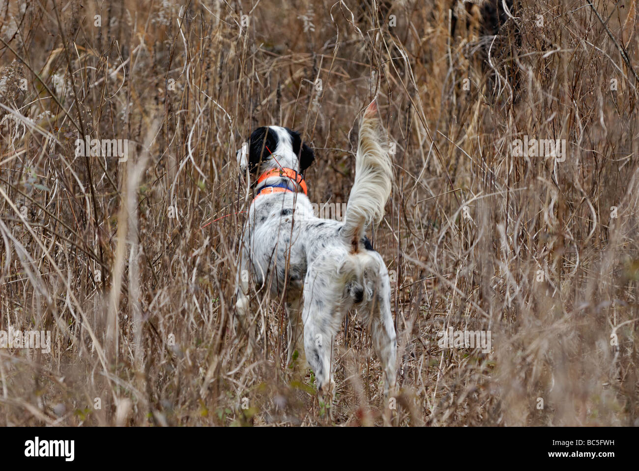 English Setter on Point During Bobwhite Quail Hunt in the Piney Woods ...