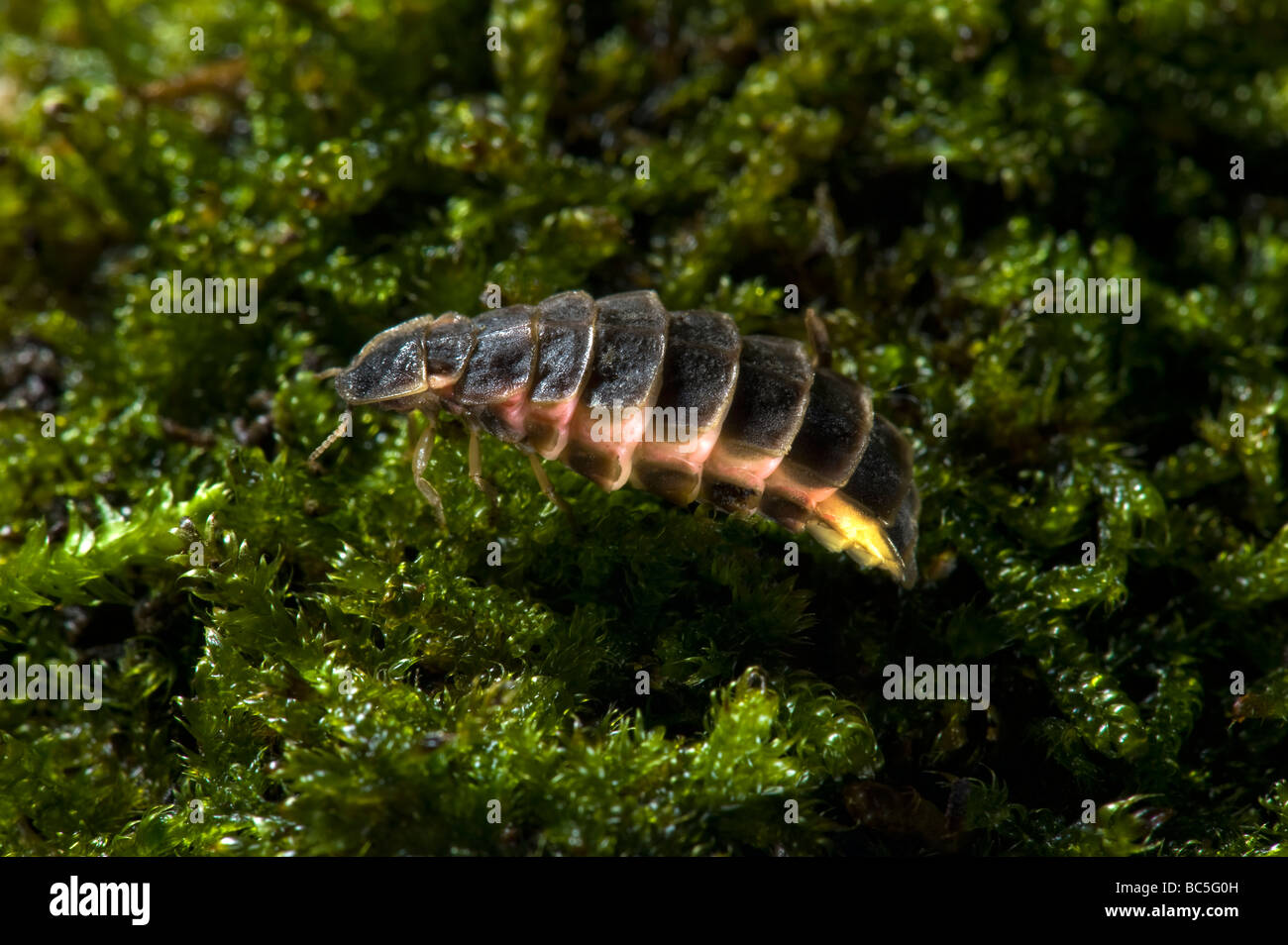 female fire fly firefly glow worm glowworm on ground bug femals have no ...