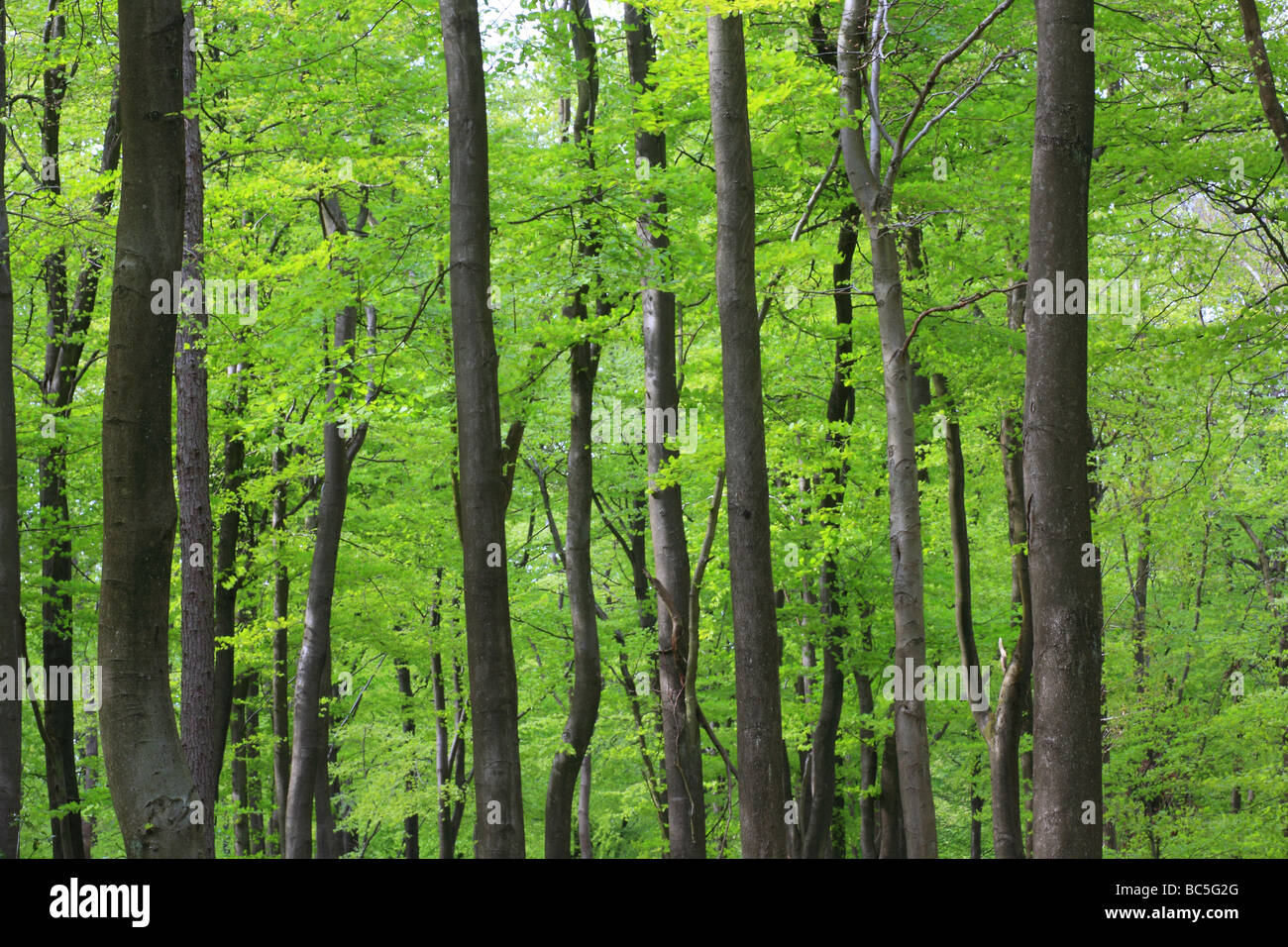Beech leaf england hi-res stock photography and images - Alamy