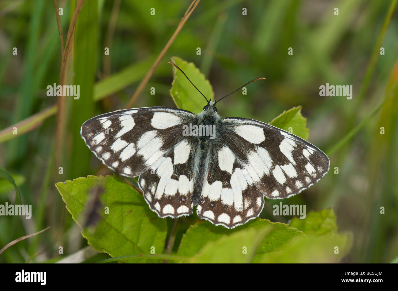 Marbled white butterfly uk hi-res stock photography and images - Alamy