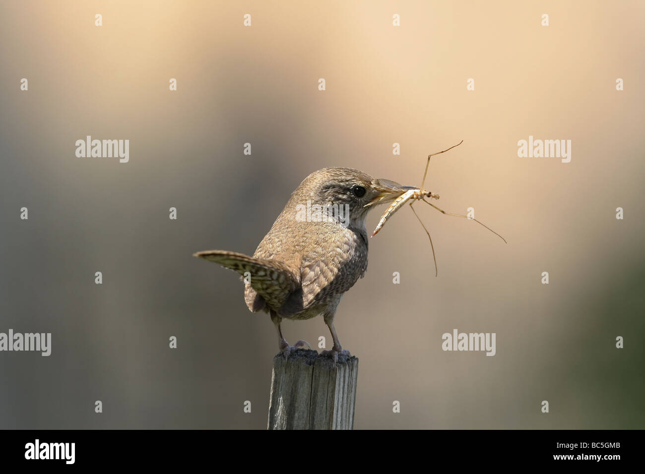 House Wren with bug in beak Stock Photo - Alamy