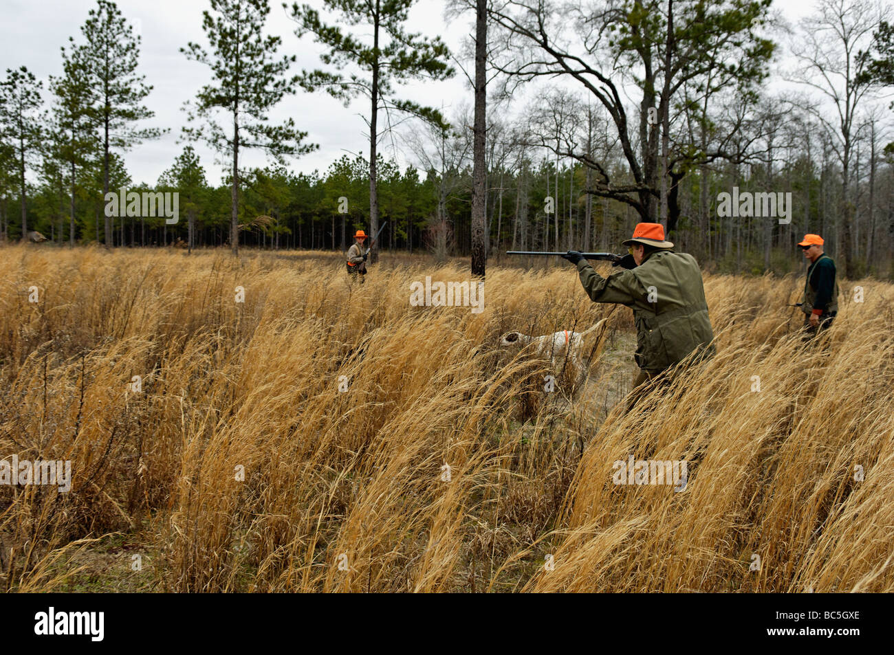 English Pointer on Point and Bobwhite Quail Flushing as Hunter Prepares ...