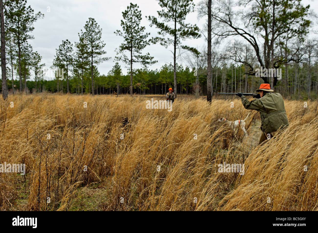 Bobwhite quail flushing hi-res stock photography and images - Alamy