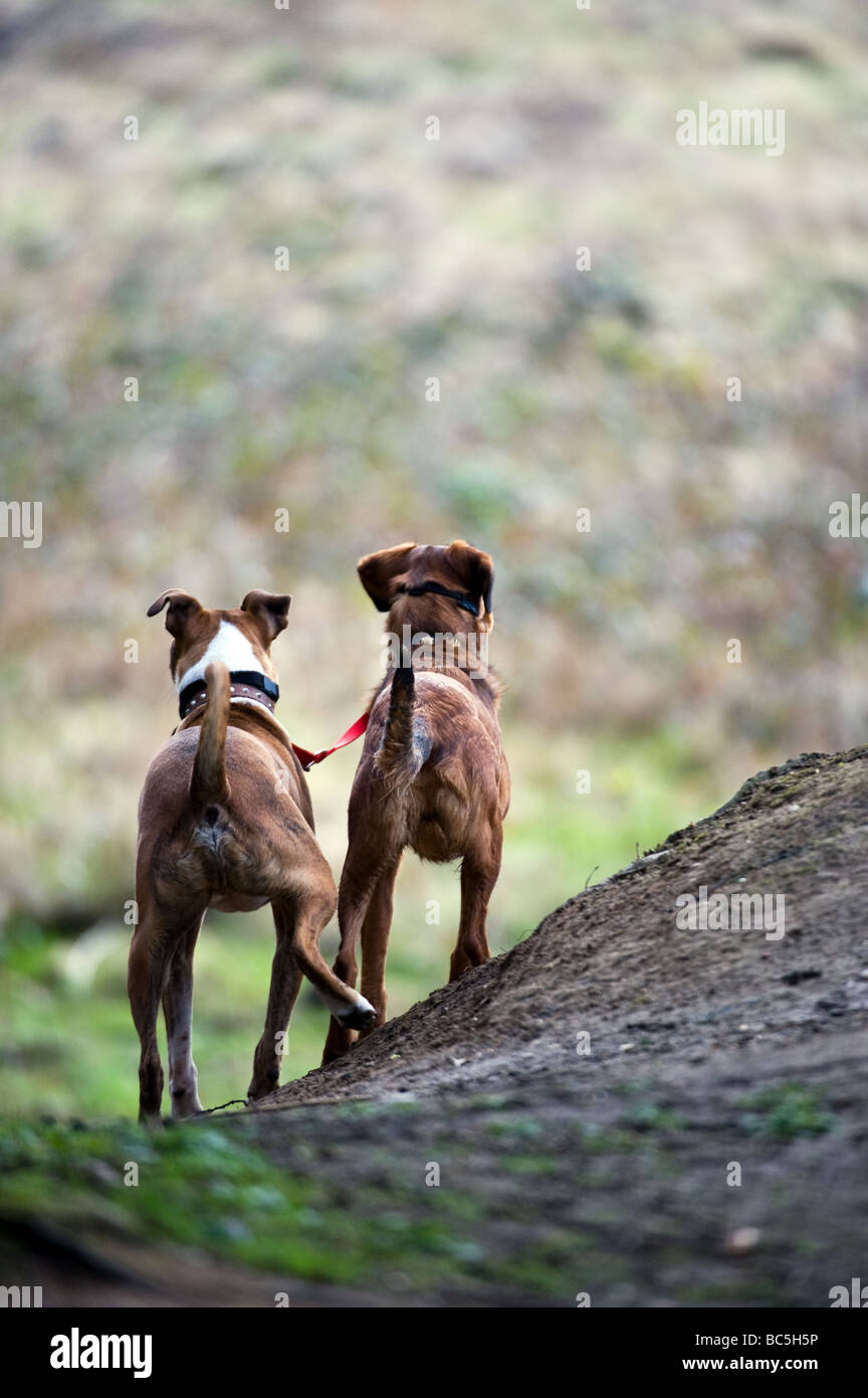 two dogs Stock Photo - Alamy
