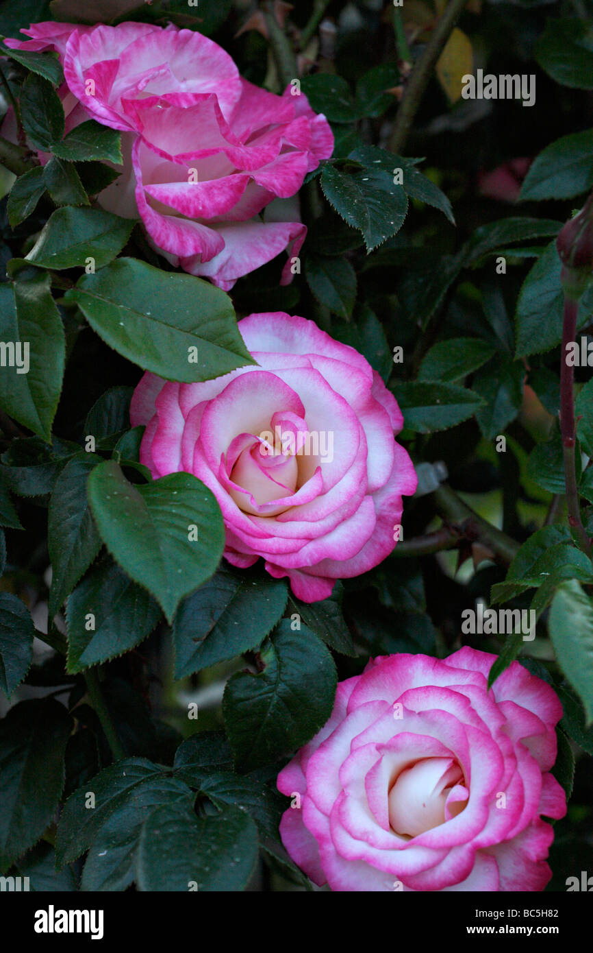 Three Roses in Rose Garden Stock Photo - Alamy