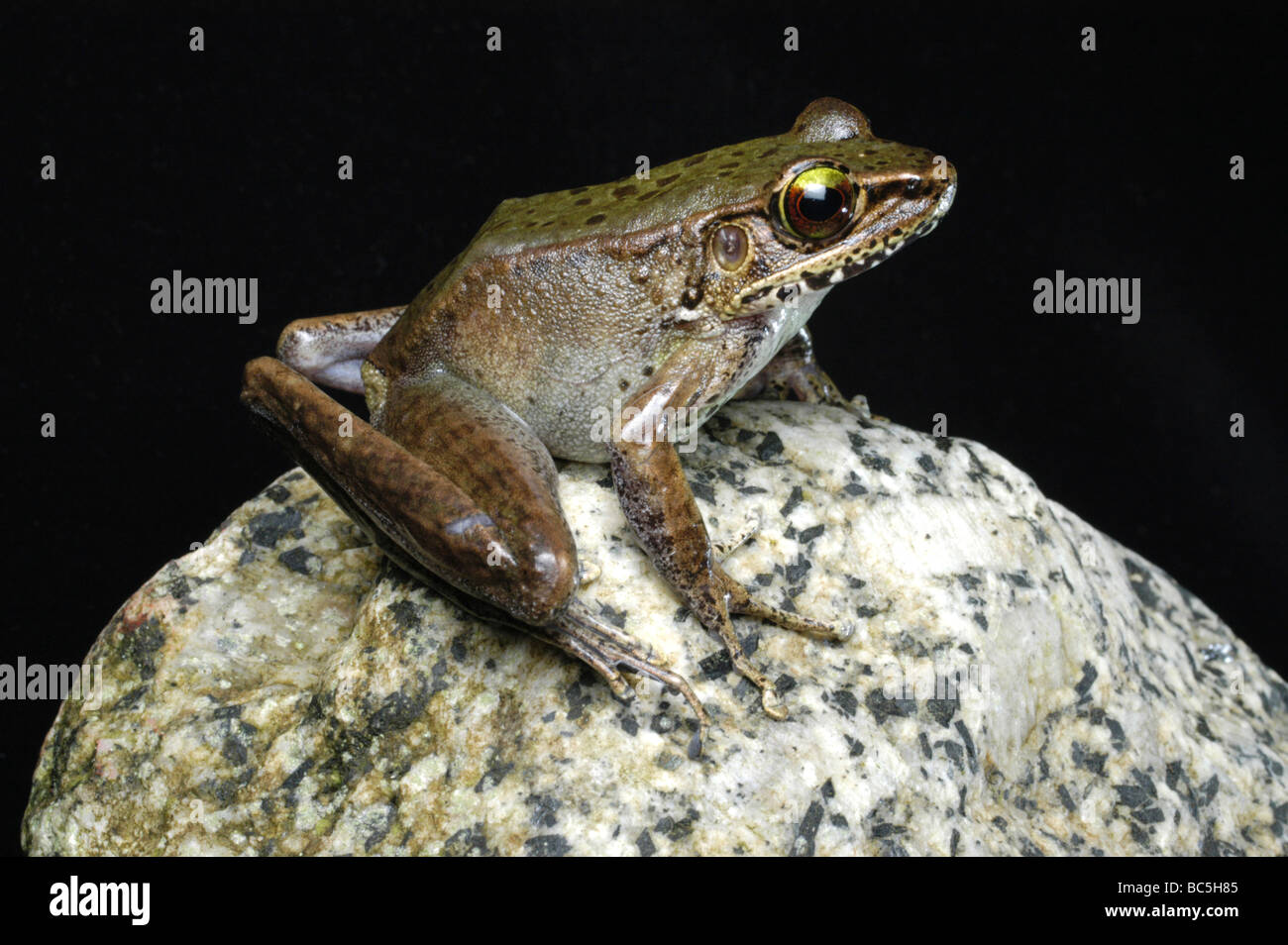 Torrent frogs hi-res stock photography and images - Alamy