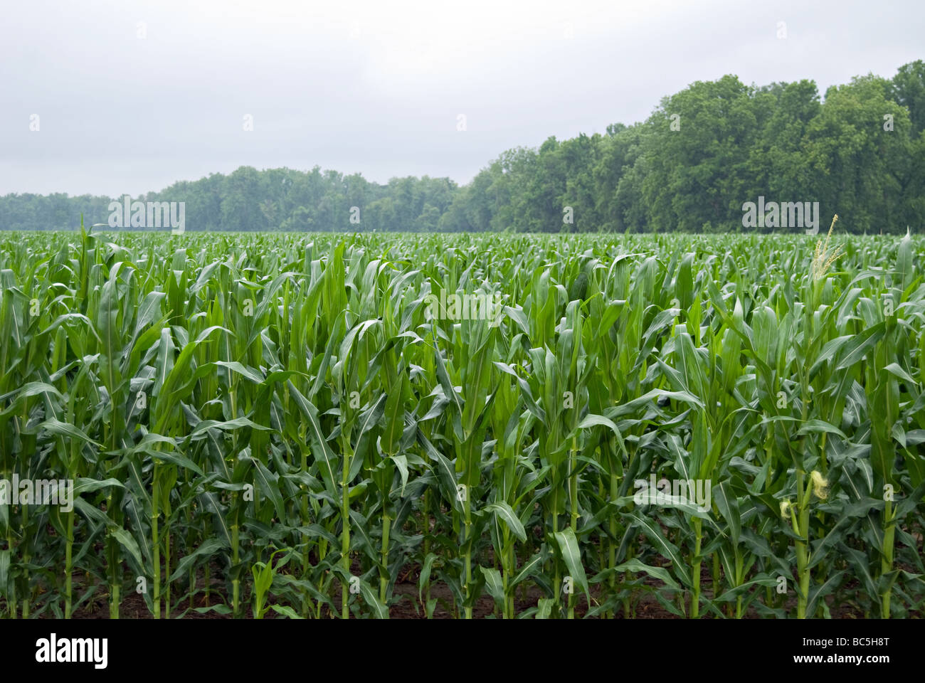 Crop cornfield hi-res stock photography and images - Alamy