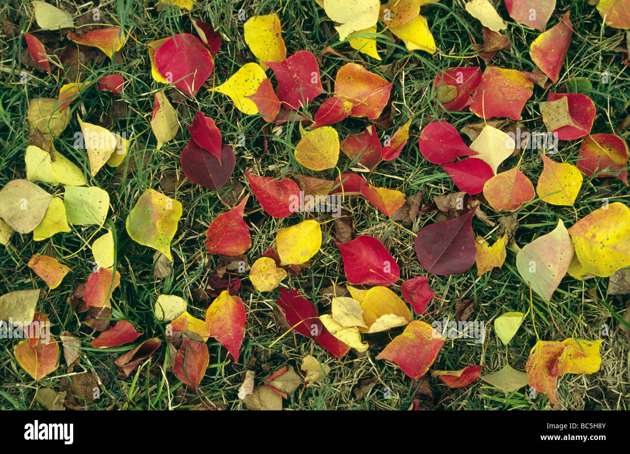 Houston texas fall leaves hi-res stock photography and images - Alamy