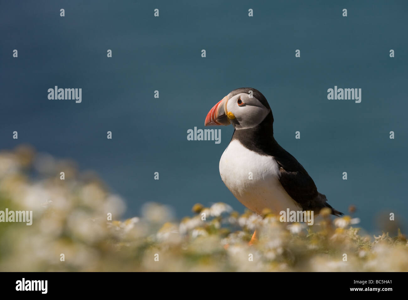 Puffin on Skomer Island Stock Photo - Alamy