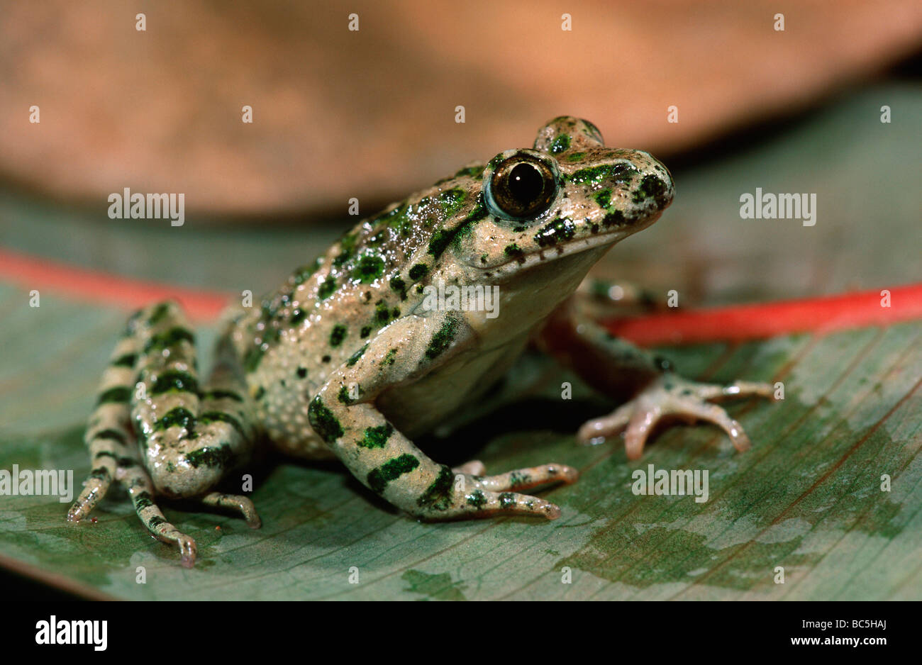 Parsley Frog, Pelodytes punctatus, sitting on a leaf. Also known as ...