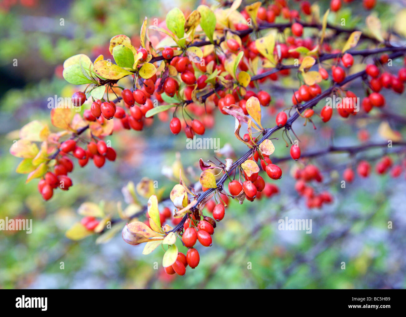autumn berber twigs with red berry (close-up Stock Photo - Alamy