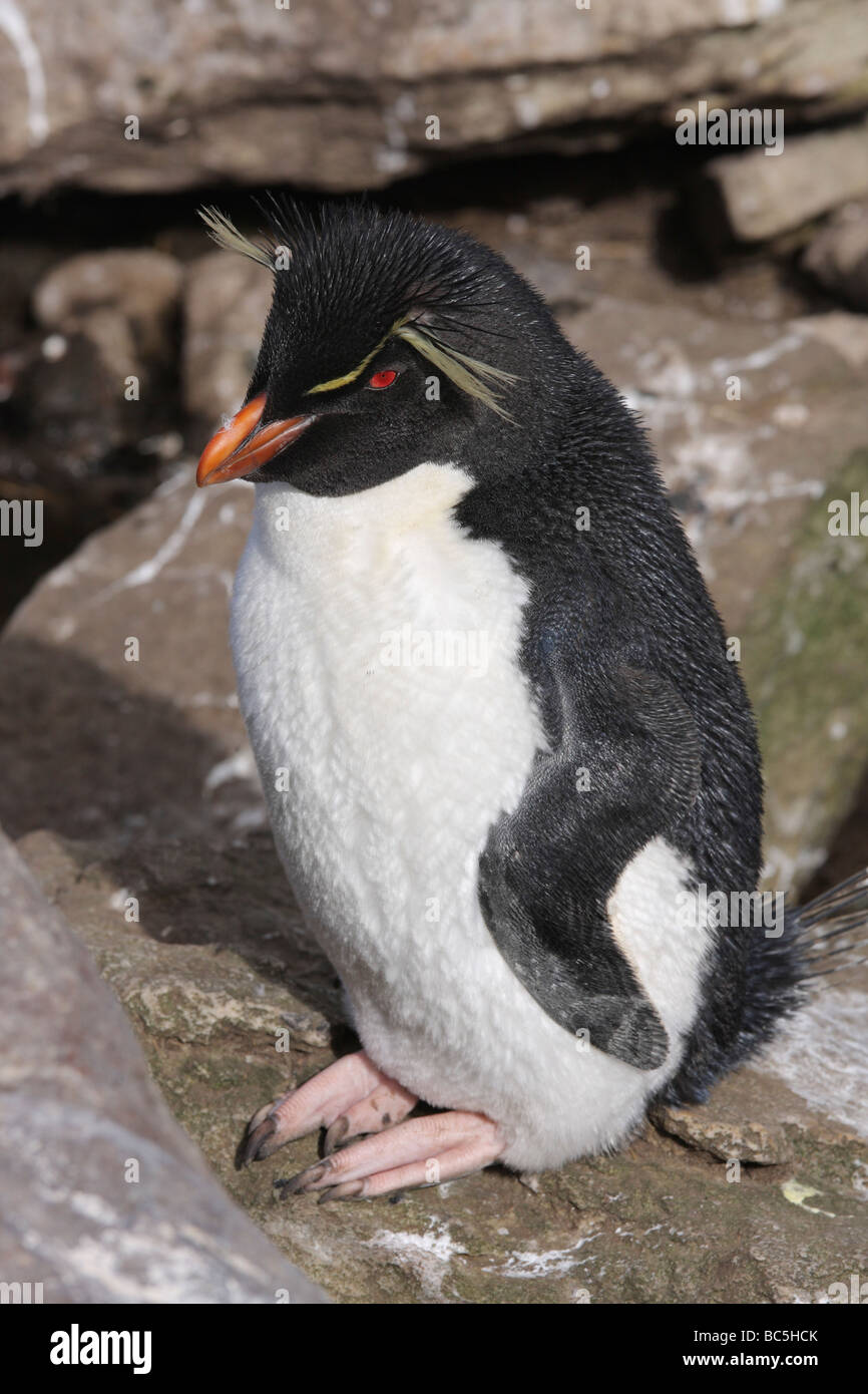Penguin full body shot hi-res stock photography and images - Alamy